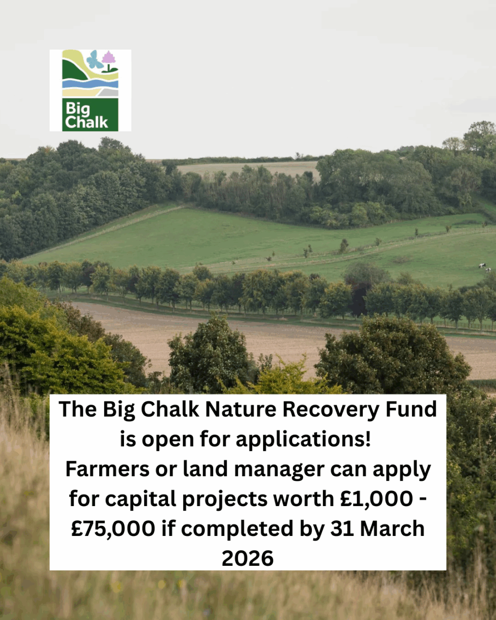 Restoring Nature at Scale: Introducing the Big Chalk Nature Recovery ...